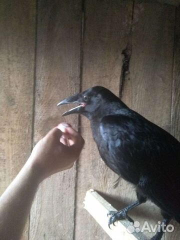 Черный ворон