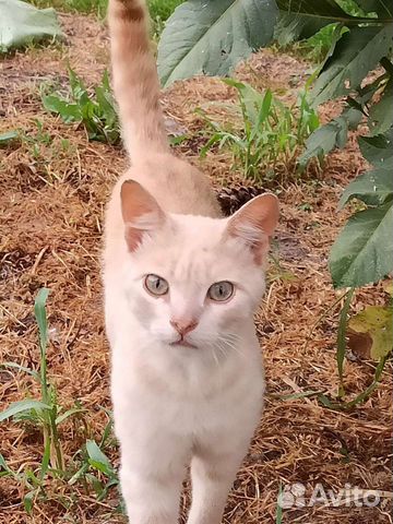 Кот Петя
