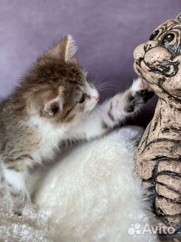 Ласковая нежная девочка