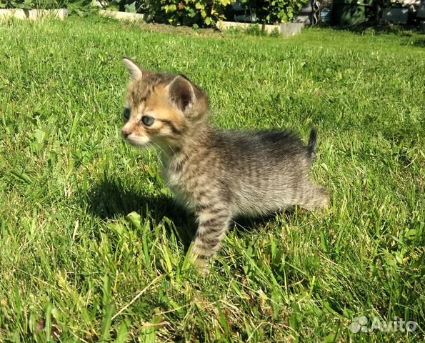 Котёнок Кузенька ищет свою маму)