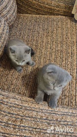 Шотланские Вислоухие котята