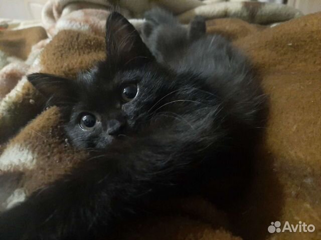 Кошка