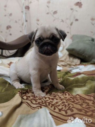 Щенки мопса