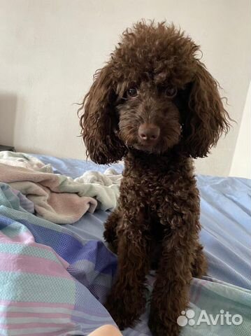 Вязка Малый пудель (карликовый)