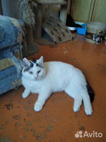 Котик в добрые руки