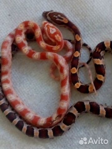 Маисовый полоз