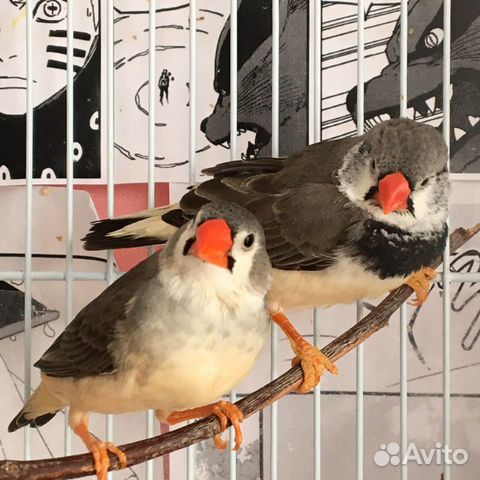 Амадины 2шт