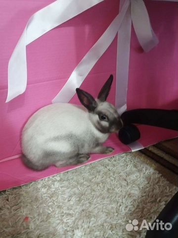 Декоративные кролики