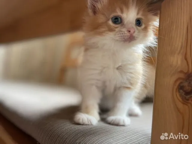 Котенок Лёвушка