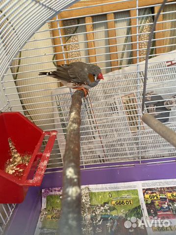 Амадина зебровая