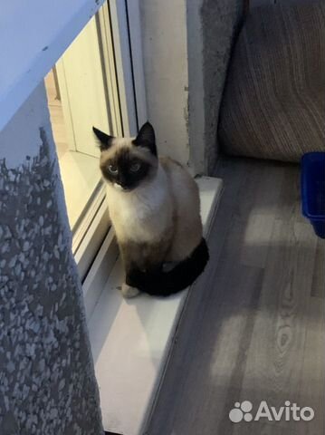 Кошки породистые бесплатно