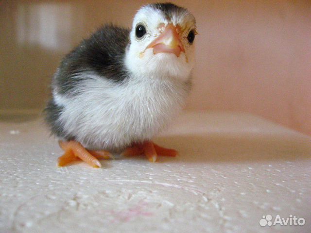 Цыплята цесарок 7 дней