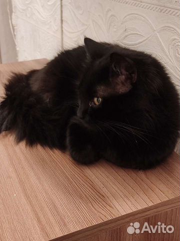 Черный кот