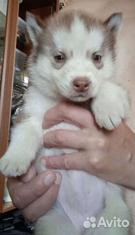 Сибирский хаски