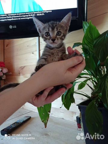 Котята