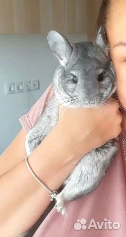 Шиншилла