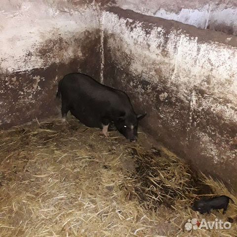 Вьетнамские свиньи