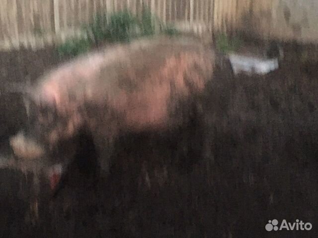 Кабан на мясо