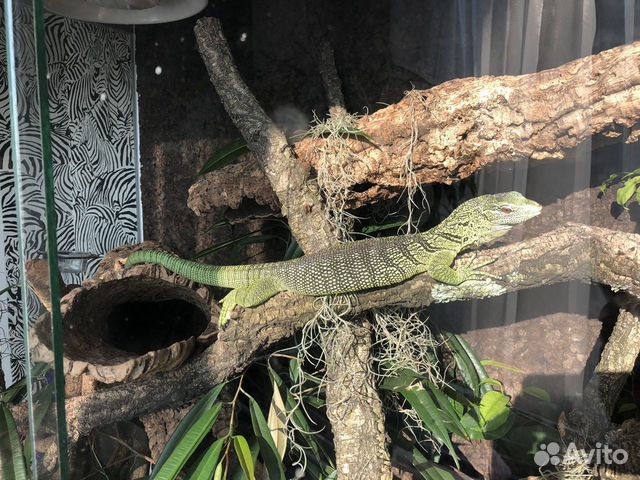 Древесные ящерицы beccarii и reisingeri