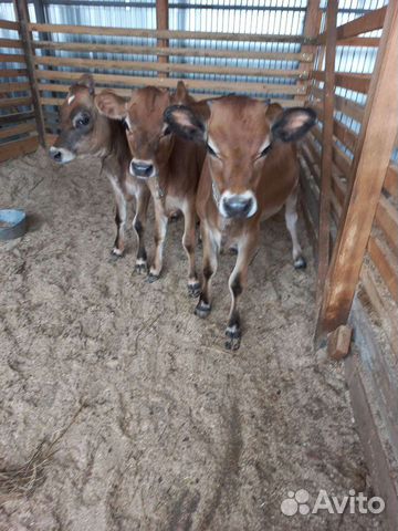 Джерсейской породы тёлочки и бычок