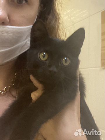 Котик