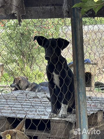 Щенок для охраны дома