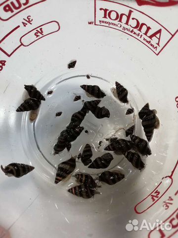 Хищная улитка хелена