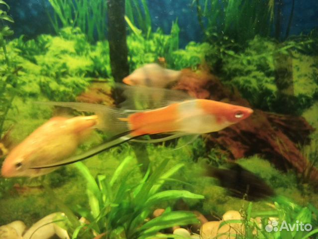 Аквариумные рыбки