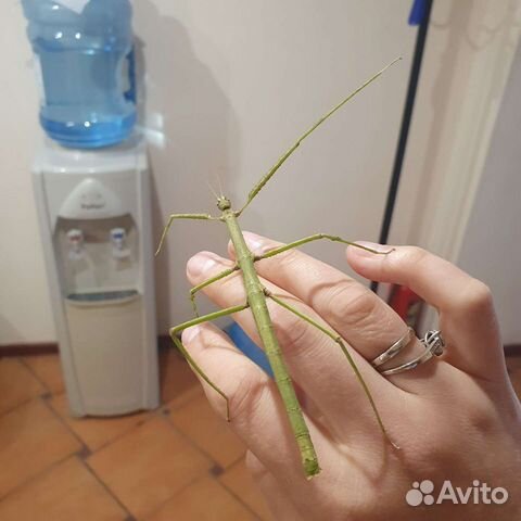 Анамский палочник