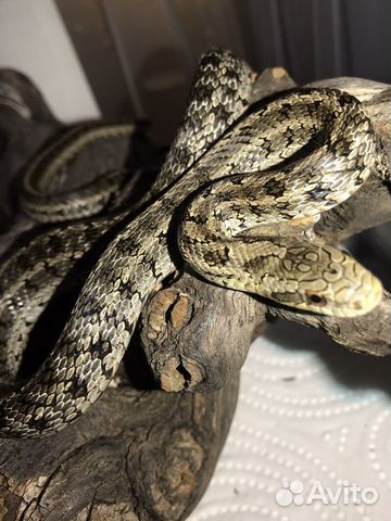 Змея полоз узорчатый