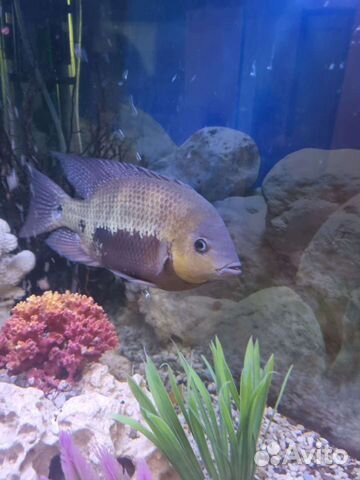 Аквариумные рыбки