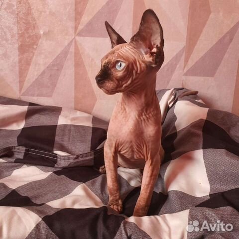 Канадский сфинкс девочка