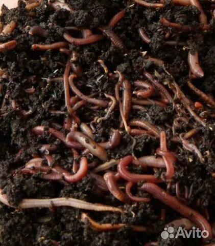 Червь калифорнийский