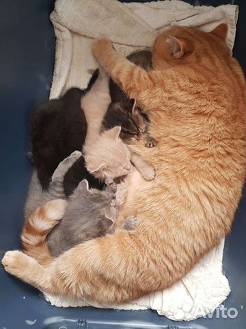 Продаем котят