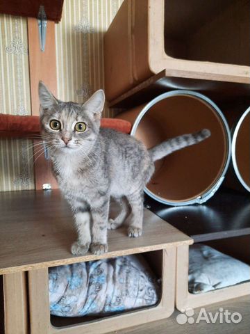 Дымчатая девочка 3 мес