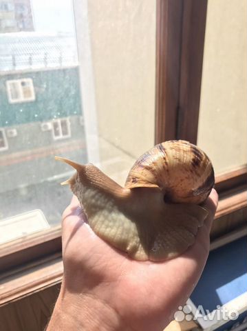 Улитки ахатины взрослая