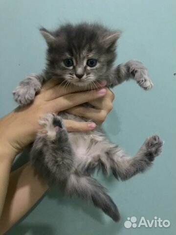 Сибирские котята