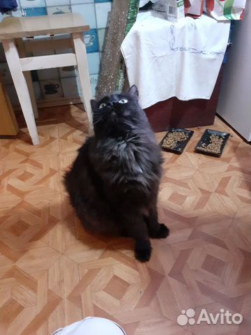 Отдам кота Феликса