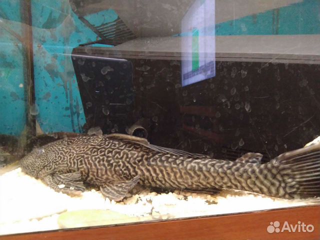 Взрослые L-сомы