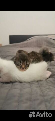 Кошка в дар