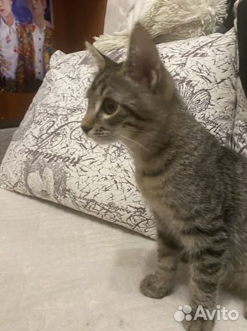 Котенок