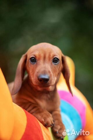 Кроличья такса