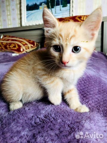 Рыженький котёнок в ответственные руки