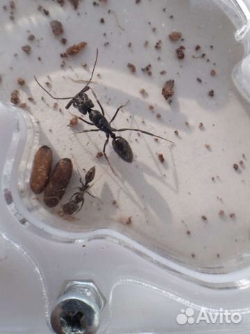 Муравей капканчик Odontomachus bauri (Эквадор), ма