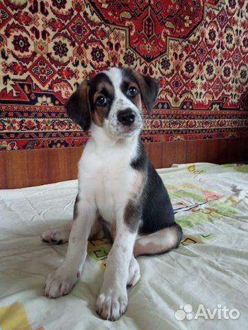 Арчи, 2 месяца, в добрые руки