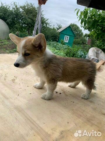 Щенки вельшкорги пемброк