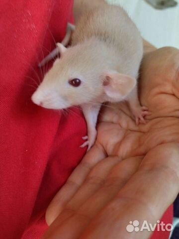 Солнечные лучики -янтарный крысята