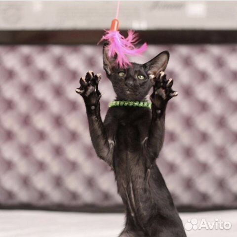 Ориентальные котята