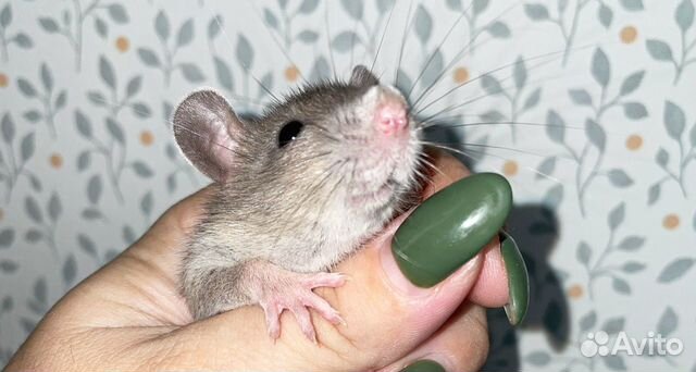 Голубой Крысенок Мальчик Спб Крысята Крыса