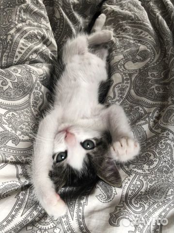Котенок мальчик в добрые руки 2 месяца